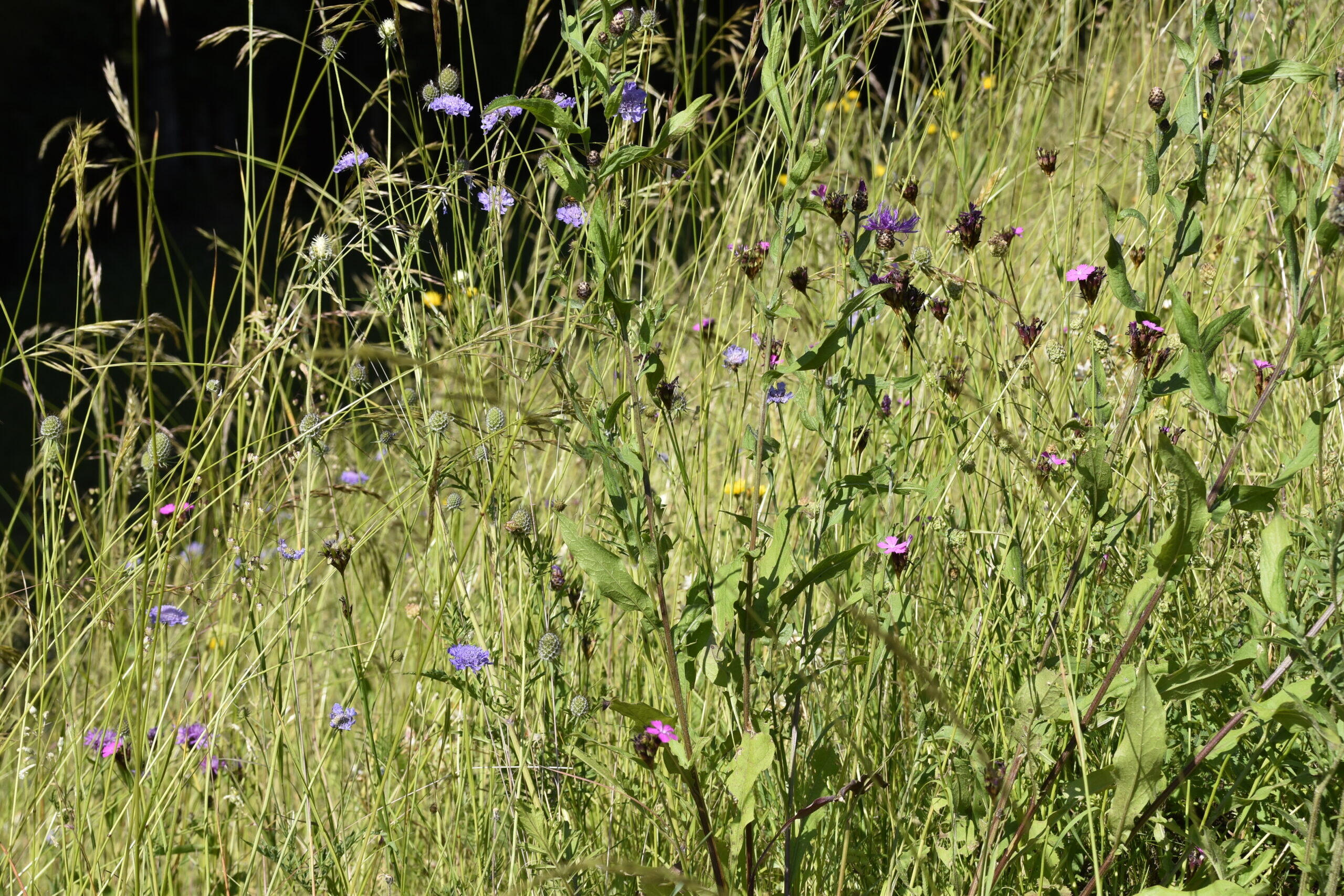 Häbligen, Ernetschwil: dank Kiesabbau entstehen seltene Lebensräume - JMS-Gruppe